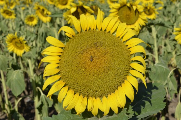 | Sunflower Fields ForeverSueBee Arts