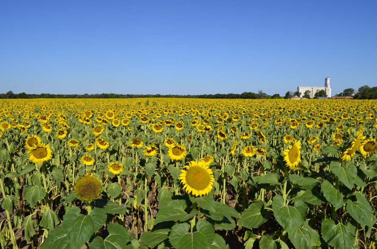 | Sunflower Fields ForeverSueBee Arts