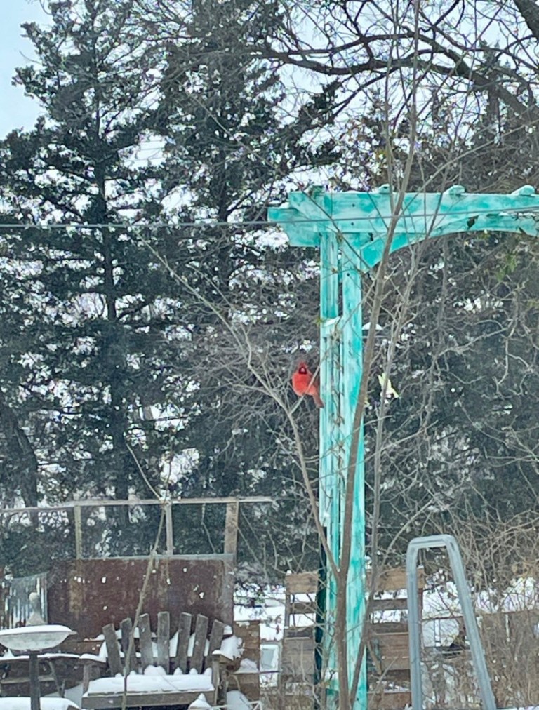 | Red Cardinal VisitingSueBee Arts