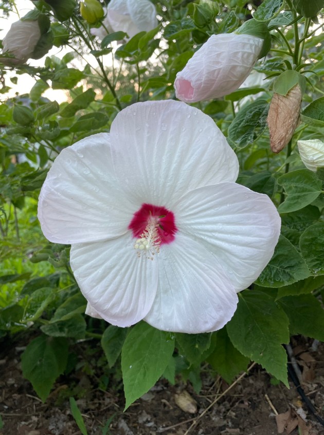 | Paper Plate BlossomSueBee Arts